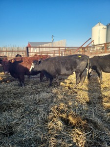 Killarney Auction Mart