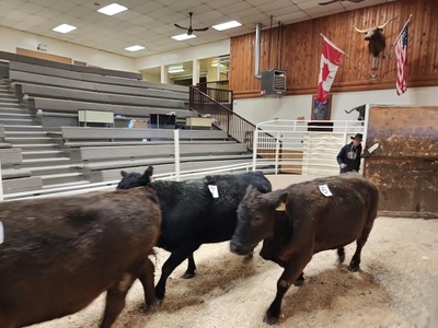 Rosehill Auction Service Ltd.